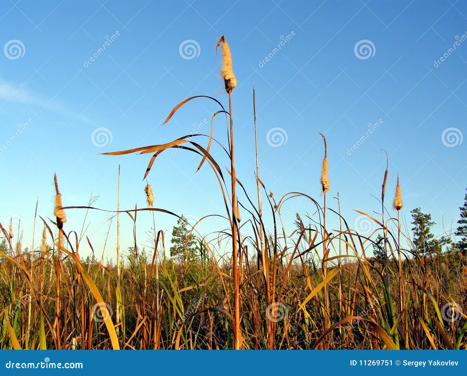 Roseau dans le marais image stock. Image du quenouilles - 11269751