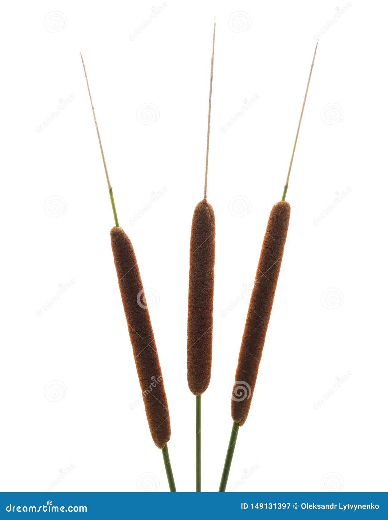 Roseaux avec le jonc image stock. Image du jonc, groupe - 149131397