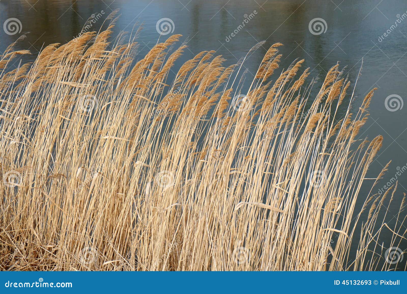 Roseaux secs dans le vent image stock. Image du mouvement - 45132693