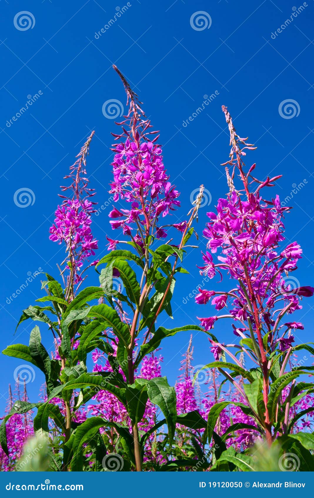 Rosebay Willowherb stock photo. Image of plain, pink - 19120050