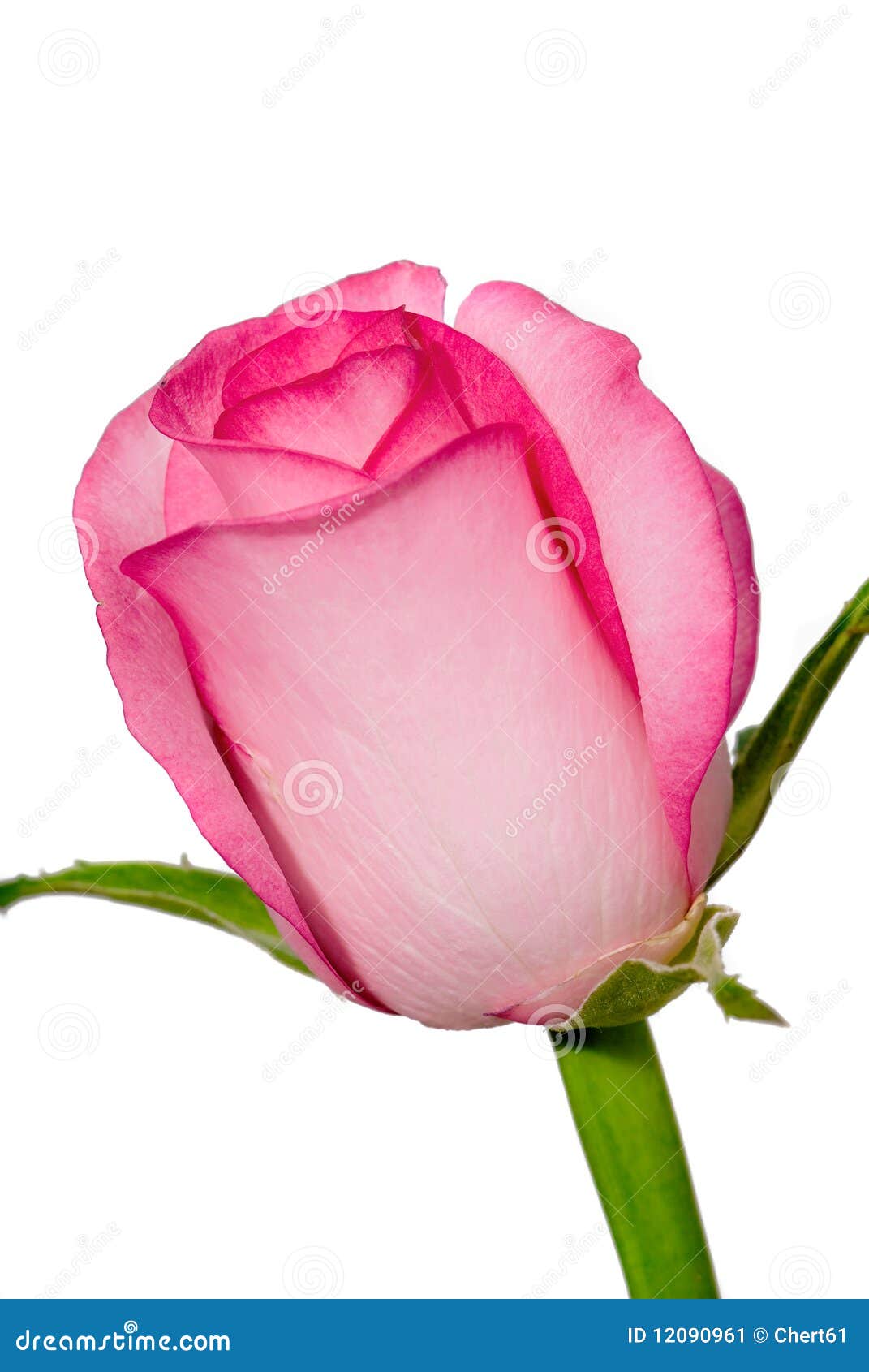 Rosebud stock image. Image of gift, freshness, pink, gardening - 12090961
