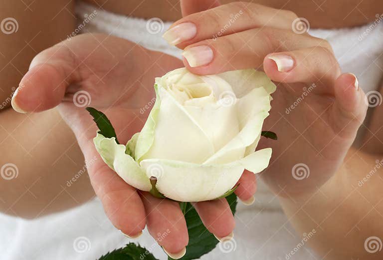 Rosebud stock photo. Image of healthy, beautiful, lifestyle - 1212072