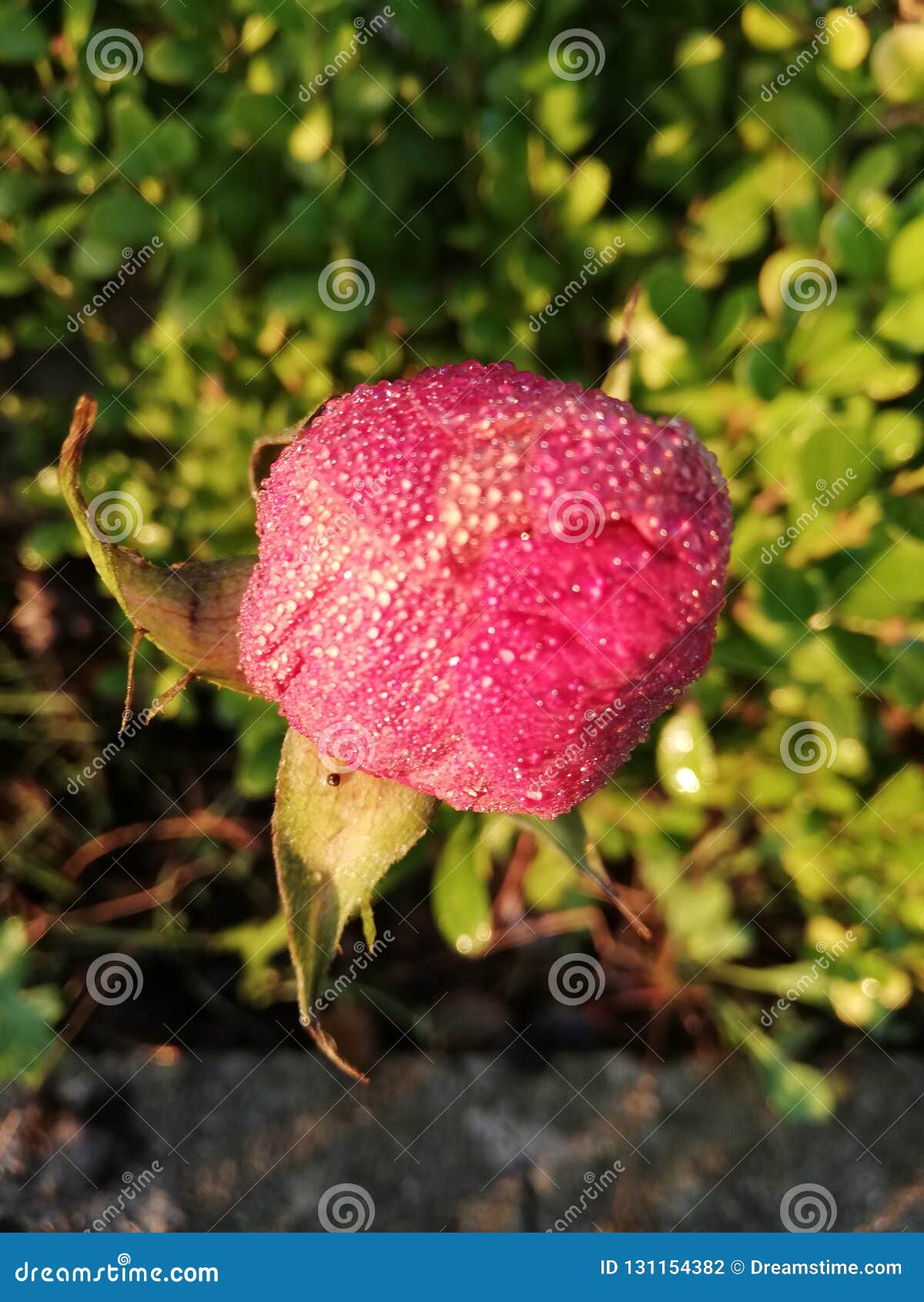 Rosebud στοκ εικόνες. εικόνα από - 131154382