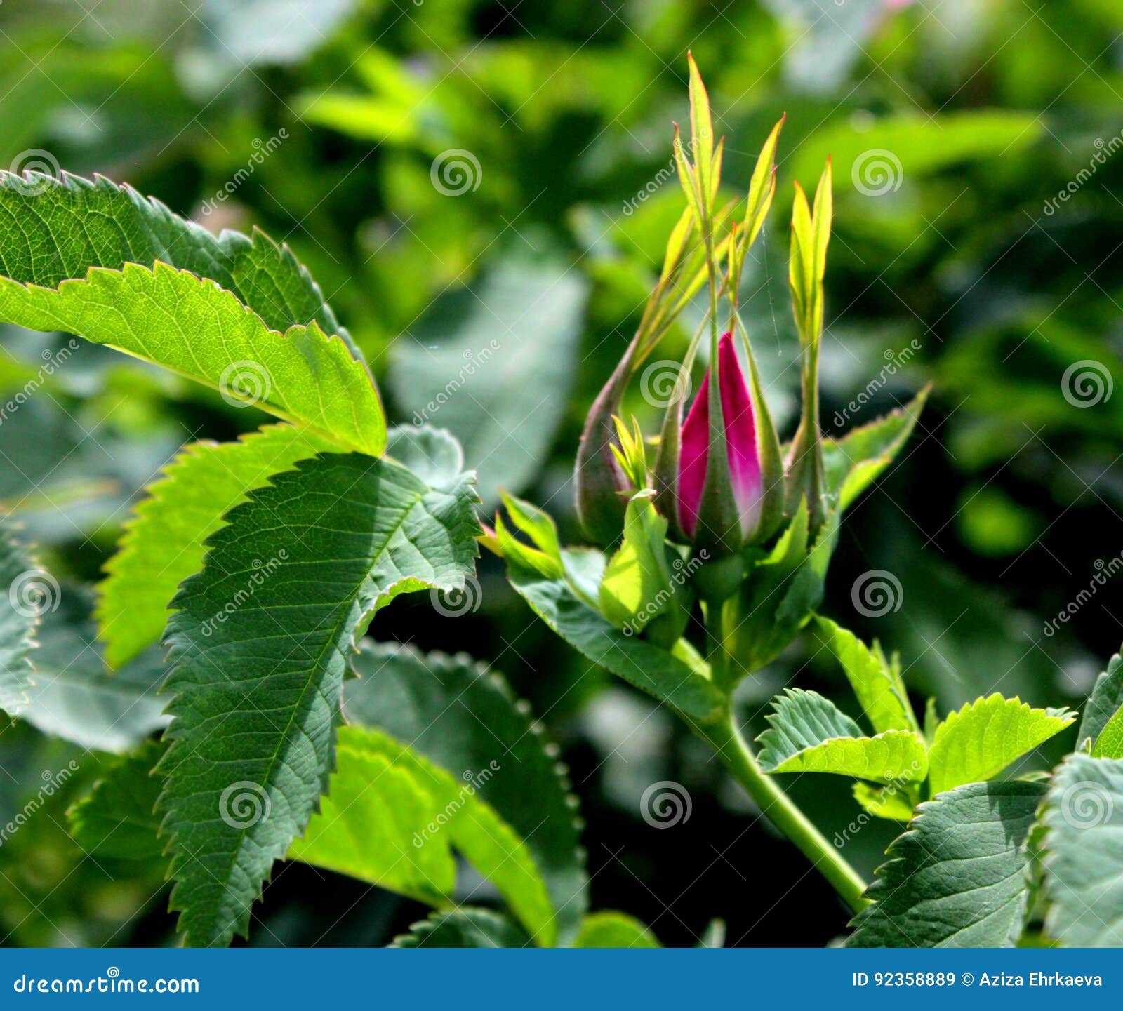 Rosebud imagen de archivo. Imagen de flor, rodeado, brillante - 92358889