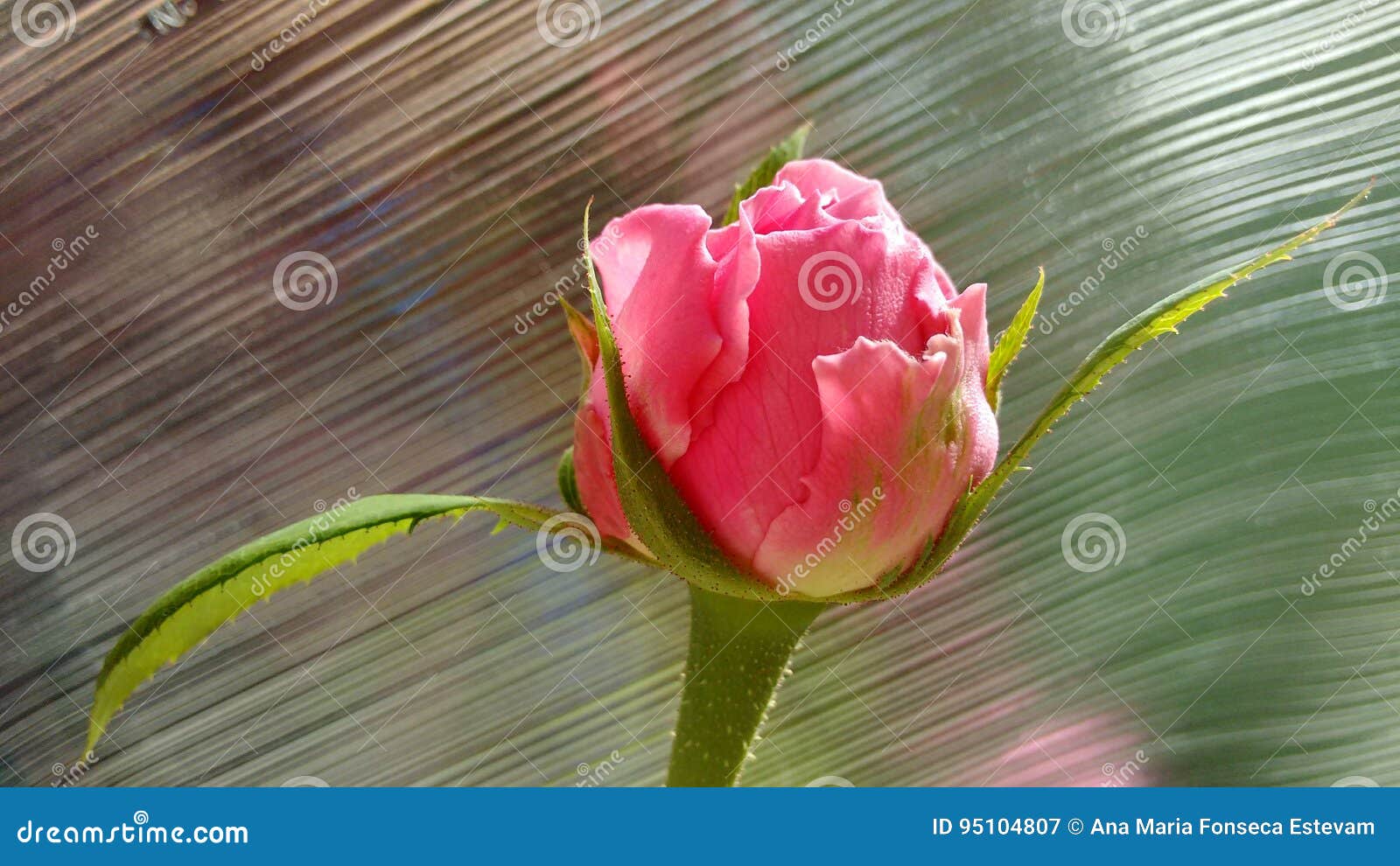 Rosebud stock image. Image of pink, rose, nature, rosebud - 95104807