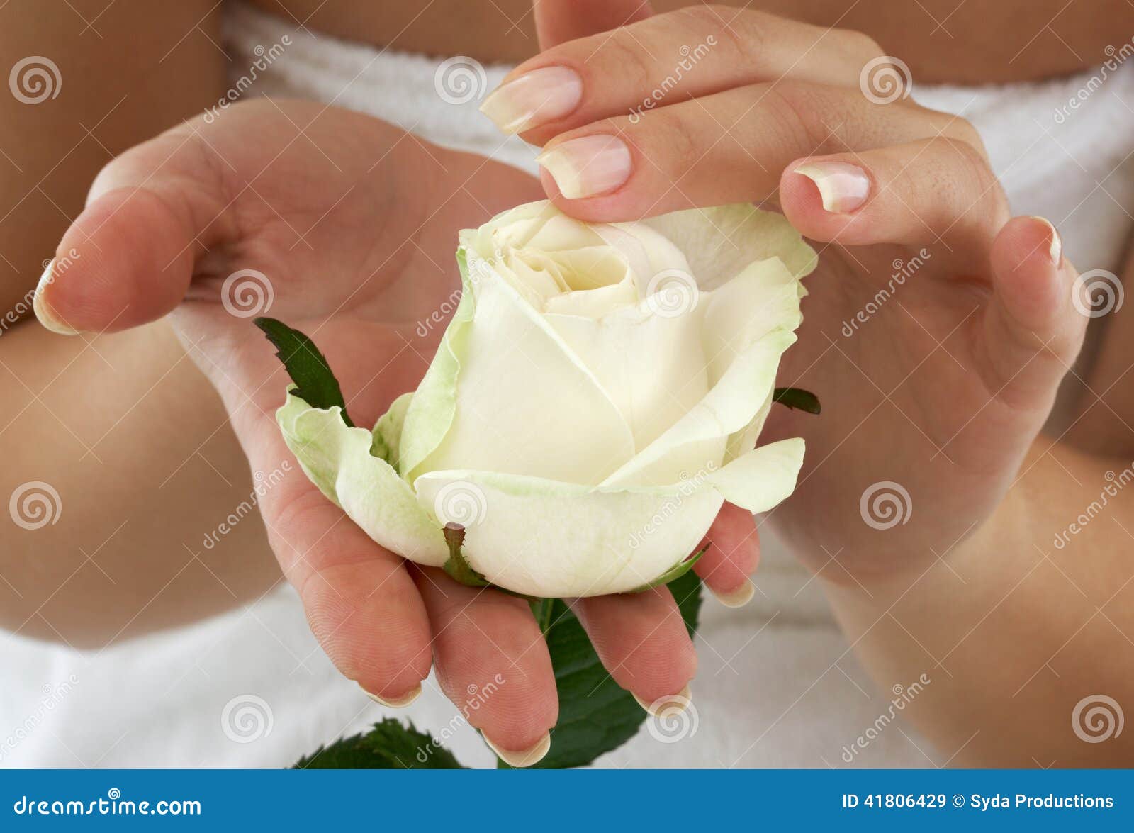 Rosebud stock image. Image of adorable, clear, healthy - 41806429