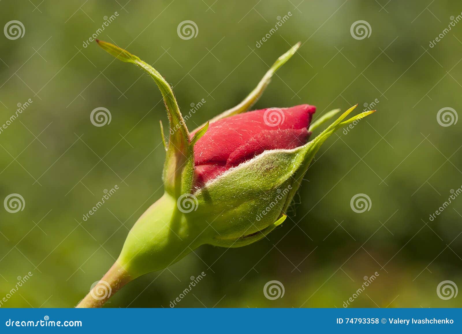 Rosebud stock photo. Image of nature, color, love, leaf - 74793358