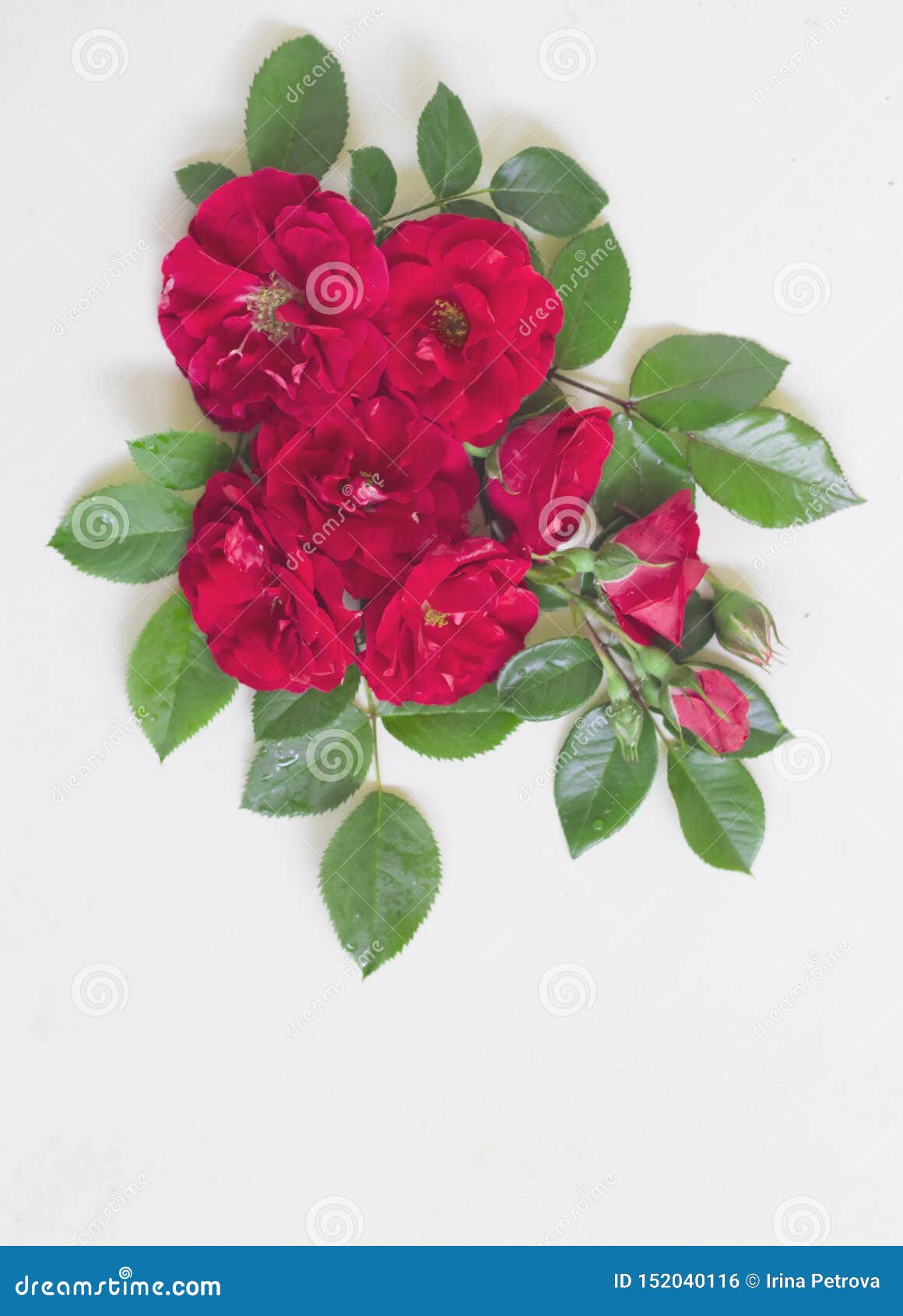 Rosebud, Branches and Leaves on White Background. Flat Position, Copy ...