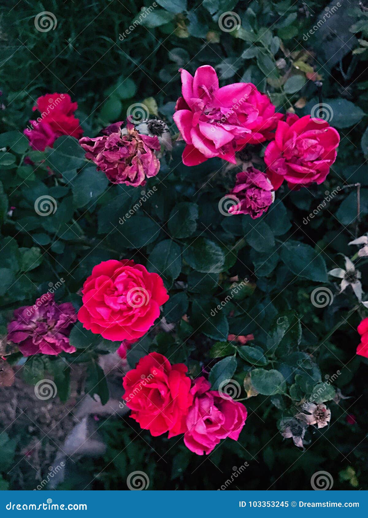 Rosebud stock image. Image of rosebud, floribunda, plant - 103353245