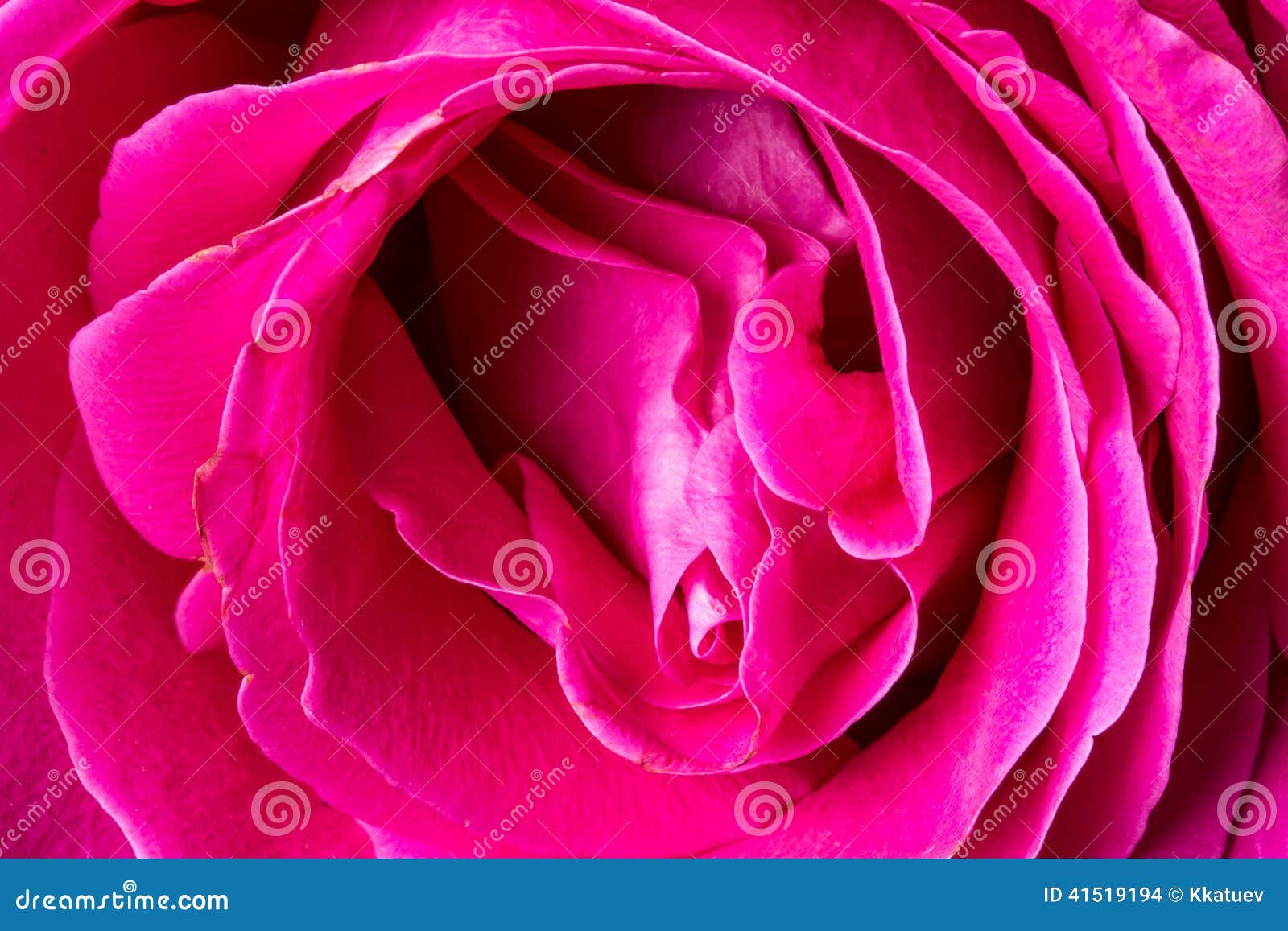Close-up Rose Bud Texture Backdrop Stock Photo - Image of leaf, rosebud ...