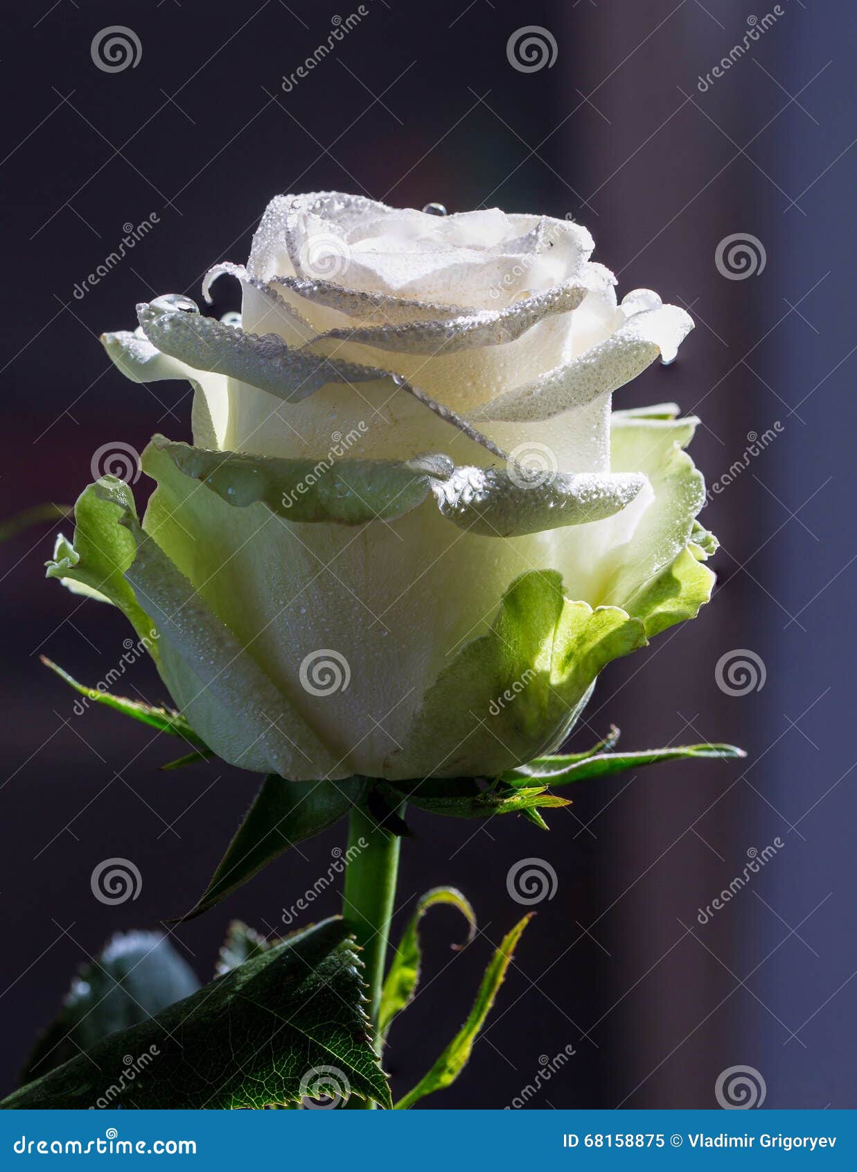Rosebud closeup stock image. Image of white, flower, rose - 68158875