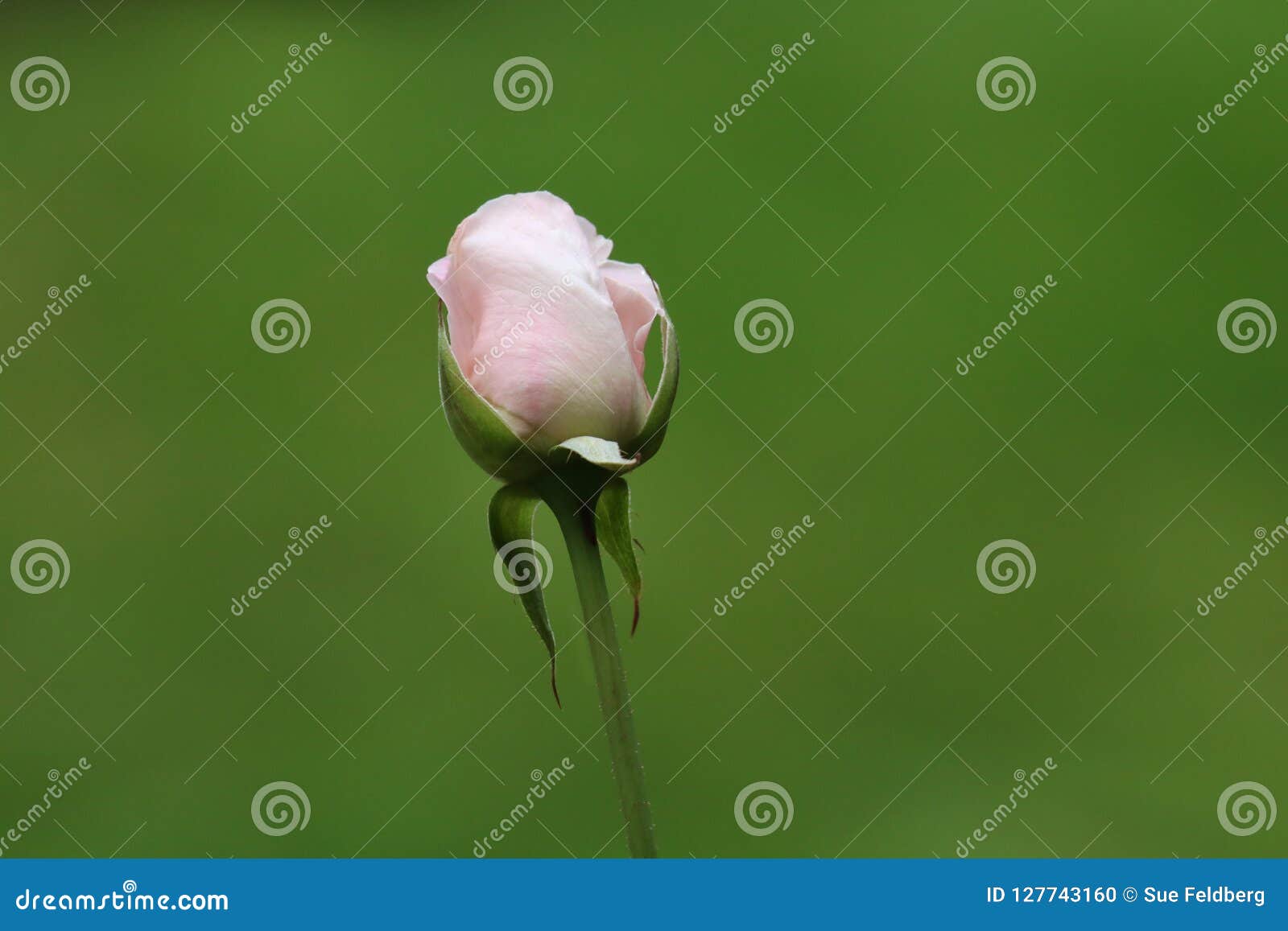 Rosebud Consideravelmente Cor-de-rosa Foto de Stock - Imagem de ...