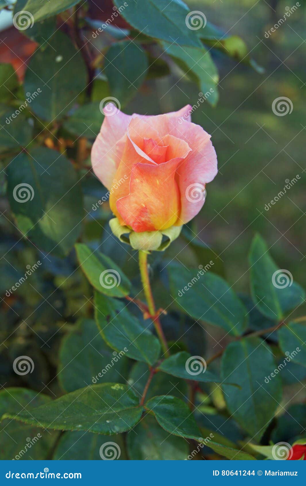 Rosebud stock photo. Image of blossomroses, brithdaycards - 80641244