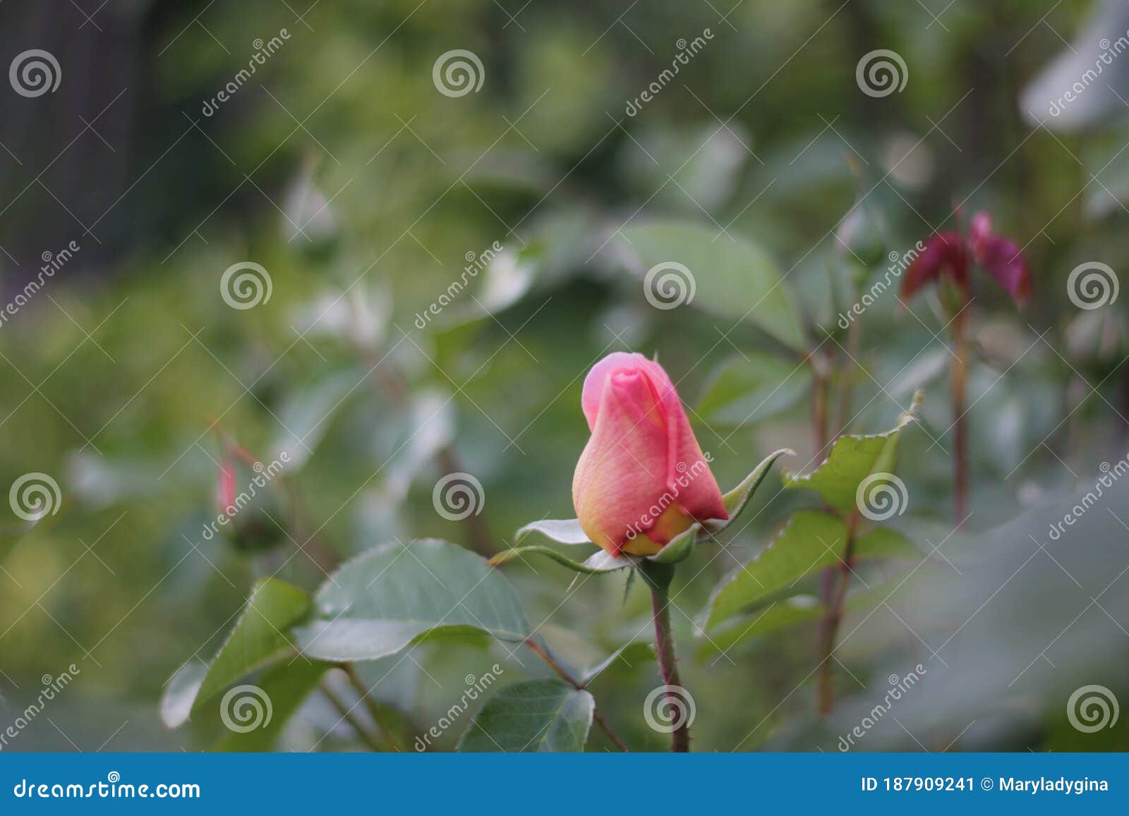Rosebud in the Garden. Photo Close Up Stock Image - Image of park ...