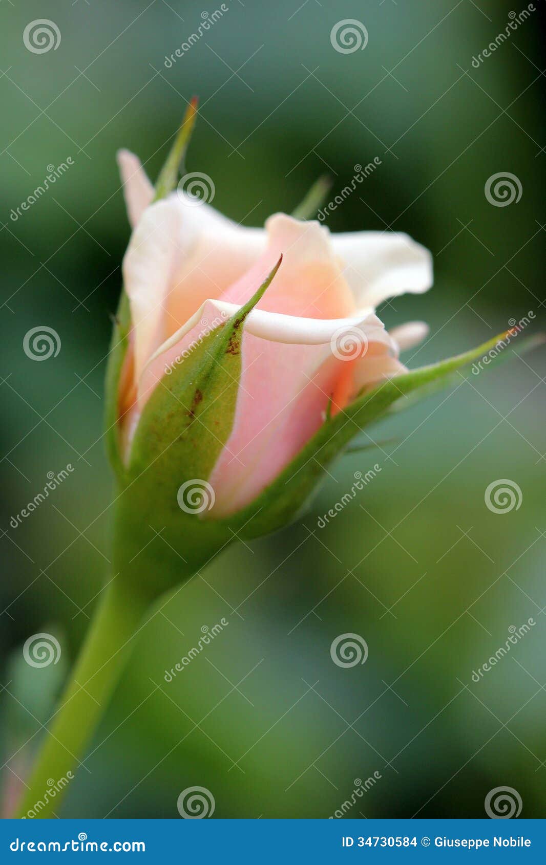 Rosebud stock photo. Image of floral, nheit, white, abstract - 34730584