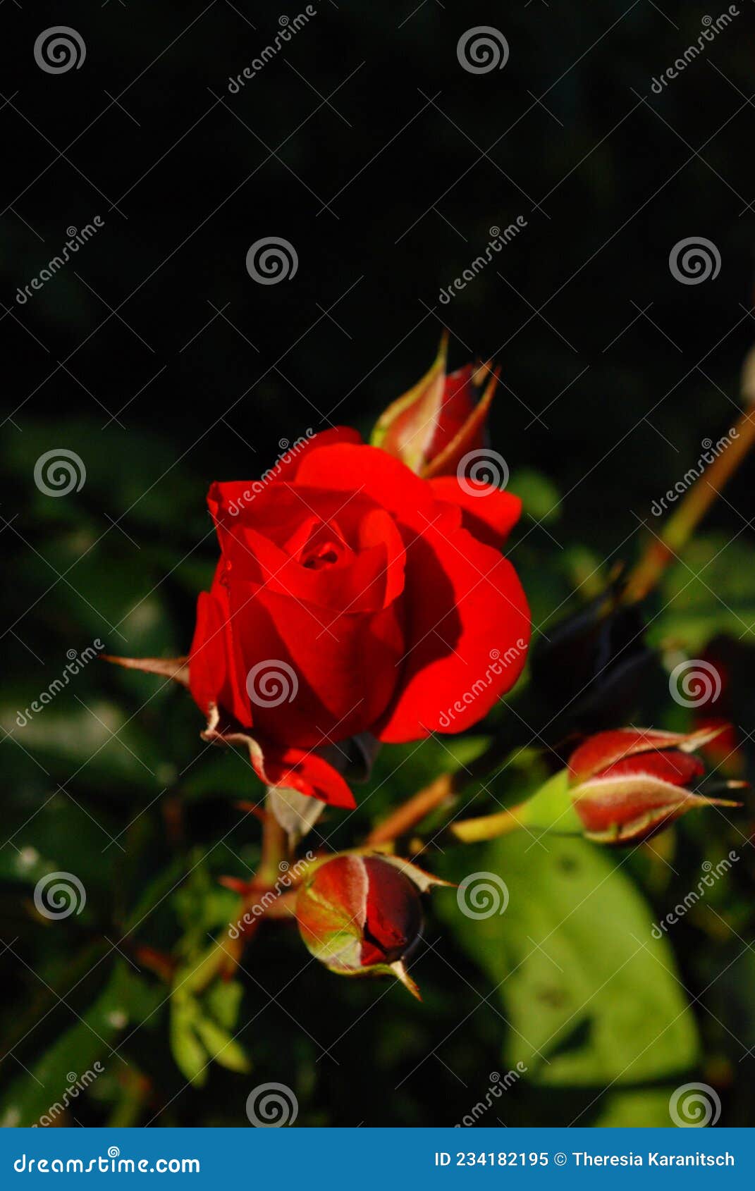 Rosebud stock image. Image of roses, gardening, green - 234182195
