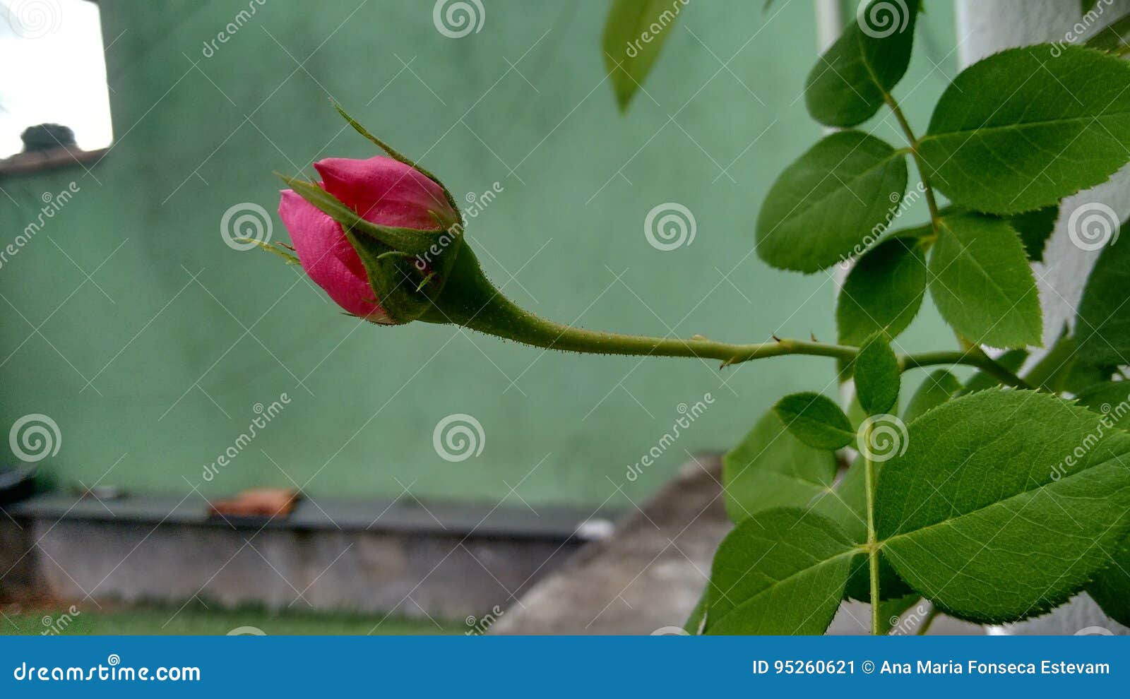 Rosebud pink stock image. Image of nature, rose, pink - 95260621