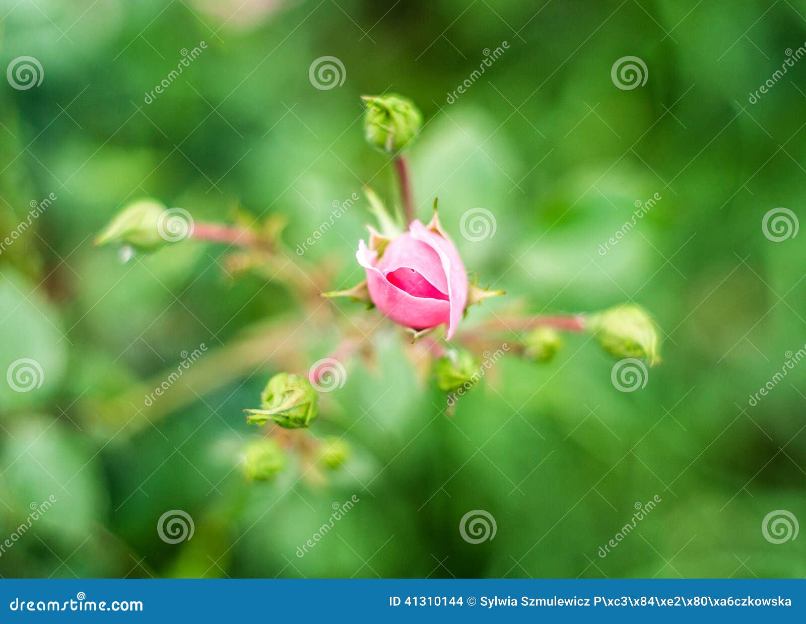Rosebud stock photo. Image of roalina, rasup3, rosebud - 41310144