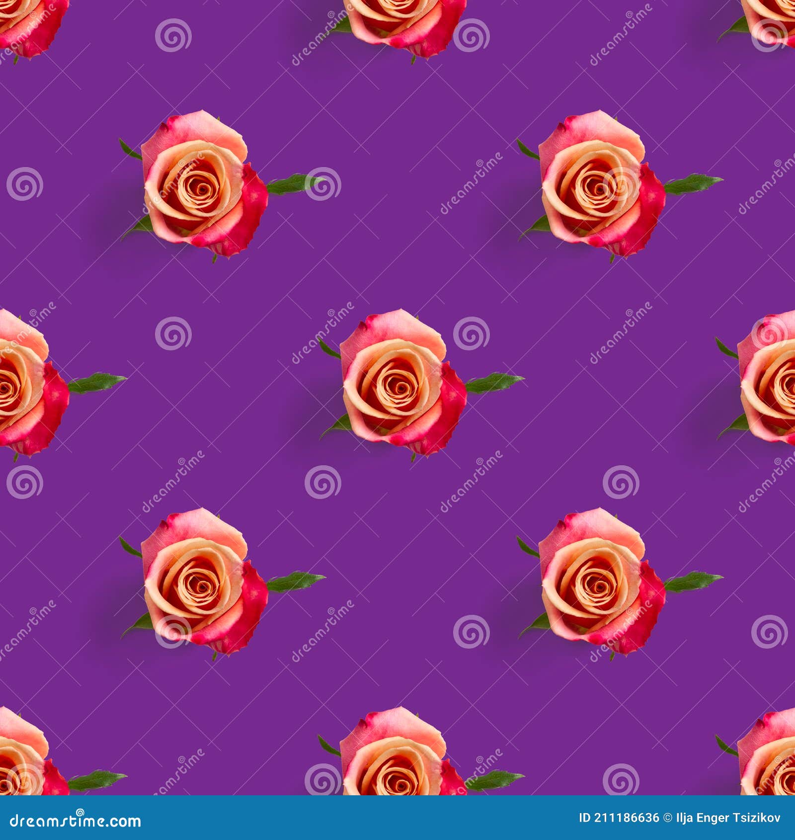 Rosebud Seamless Pattern. Head of Rose Bloom Isolated on Purpule ...