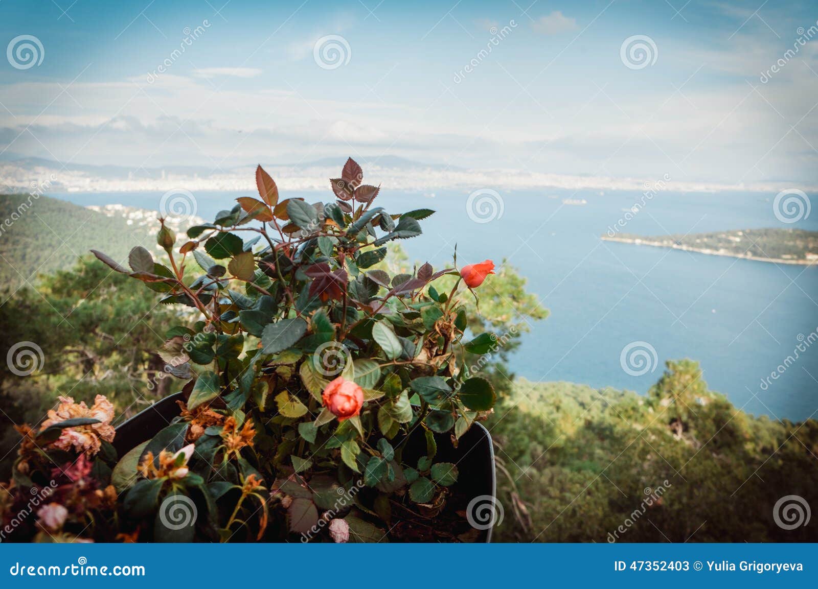 Rosebud stock image. Image of prinkipos, town, nature - 47352403