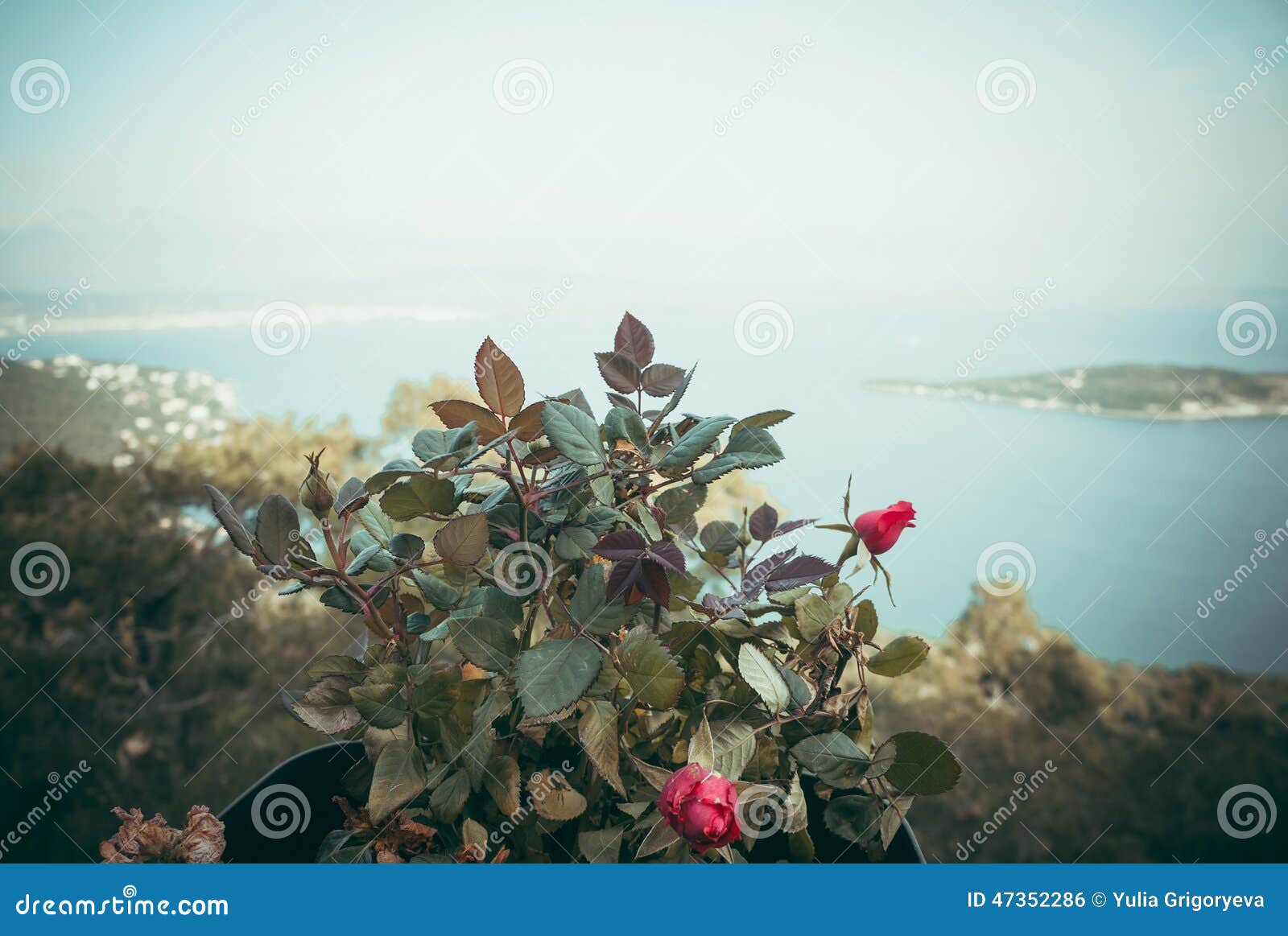Rosebud stock photo. Image of tourist, nature, filtered - 47352286