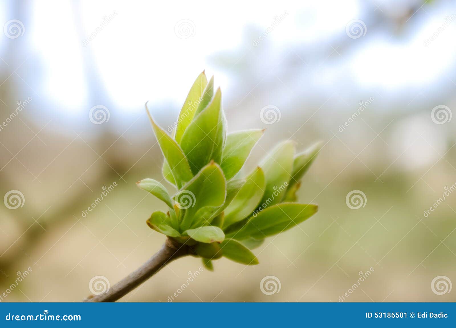 Rosebud stock image. Image of rosebud, flower, branch - 53186501