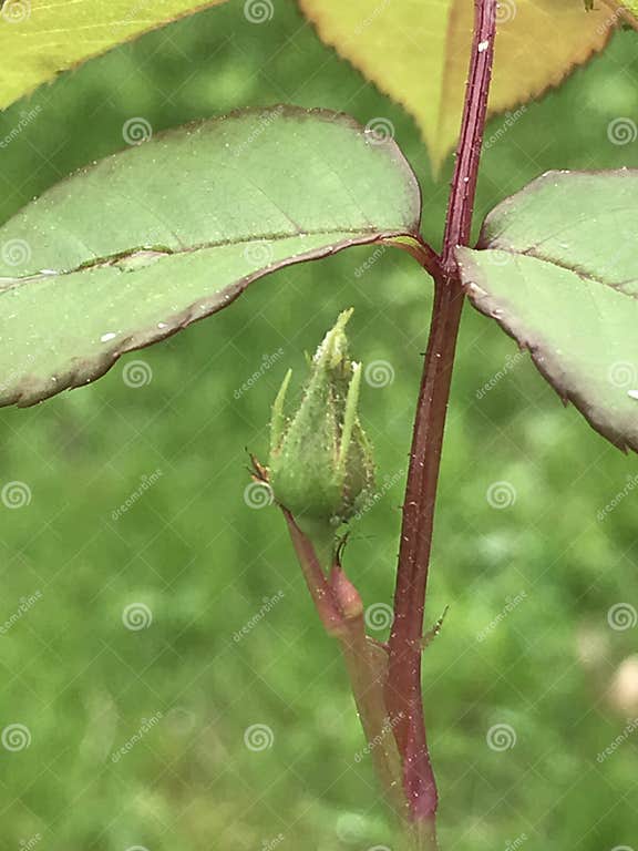 Rosebud stock photo. Image of rosebud, single, small - 147146400
