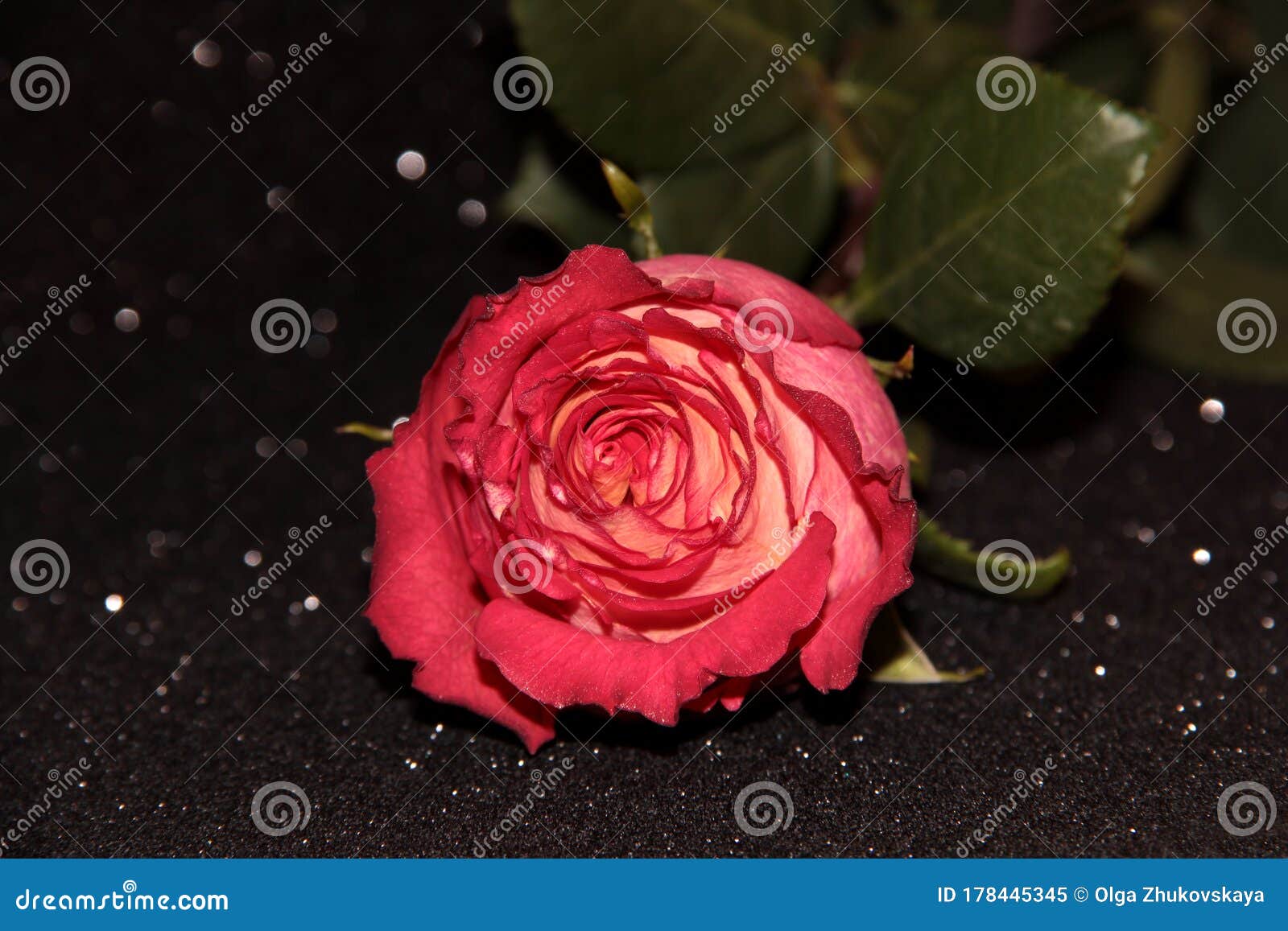 Rosebud. Top View of a Flower on a Black Background Stock Image - Image ...