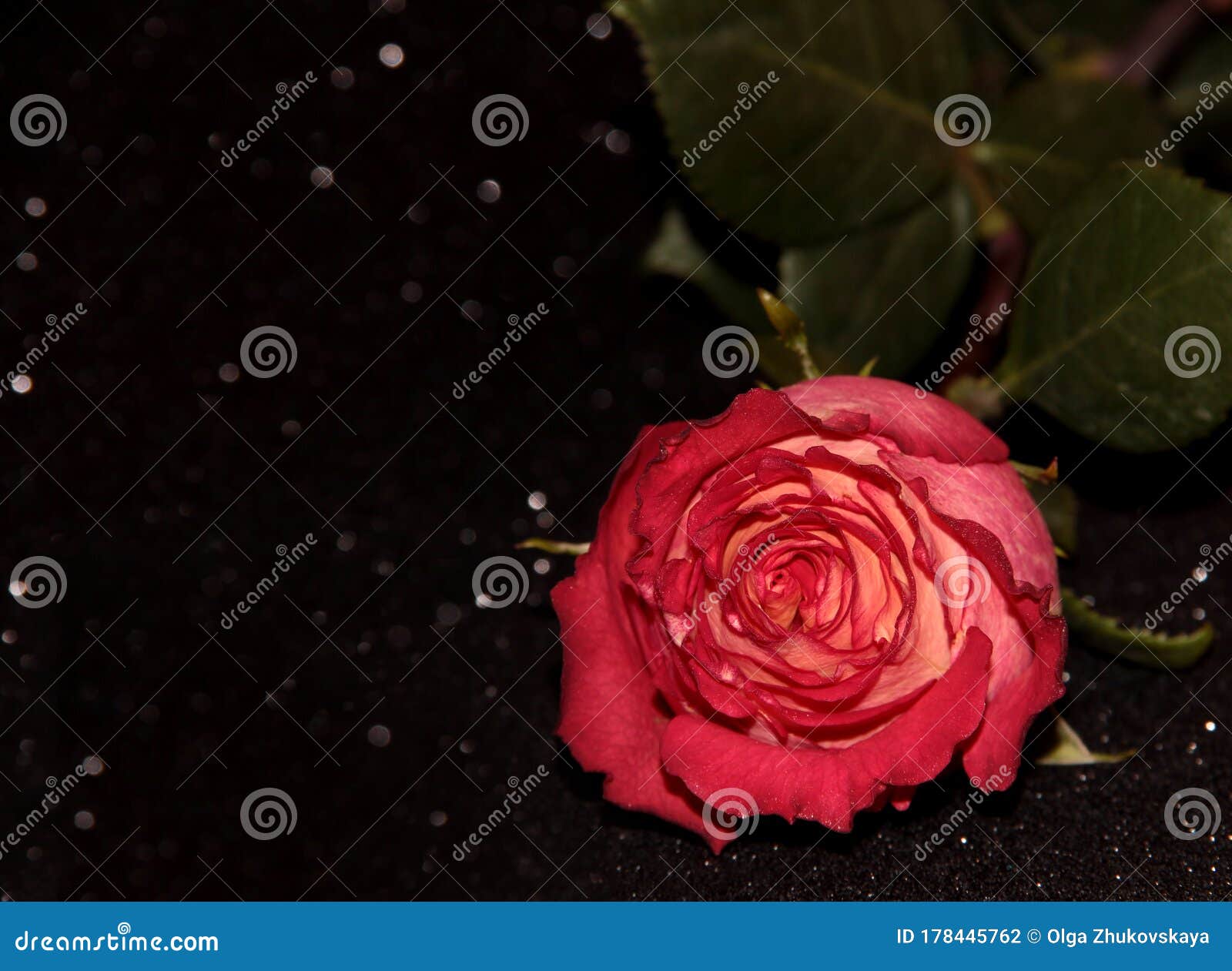Rosebud. Top View of a Flower on a Black Background Stock Photo - Image ...