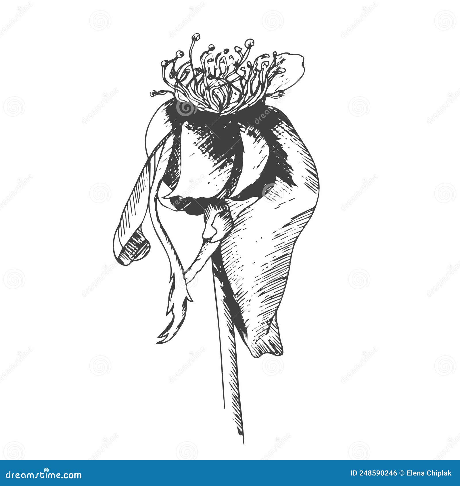 Rosebud Vector. Rose Illustration. Rose Ink Style Stock Vector ...