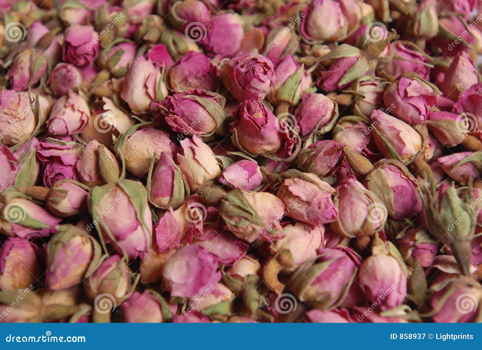 Rosebuds stock image. Image of bridesmaid, beauty, lovers - 858937