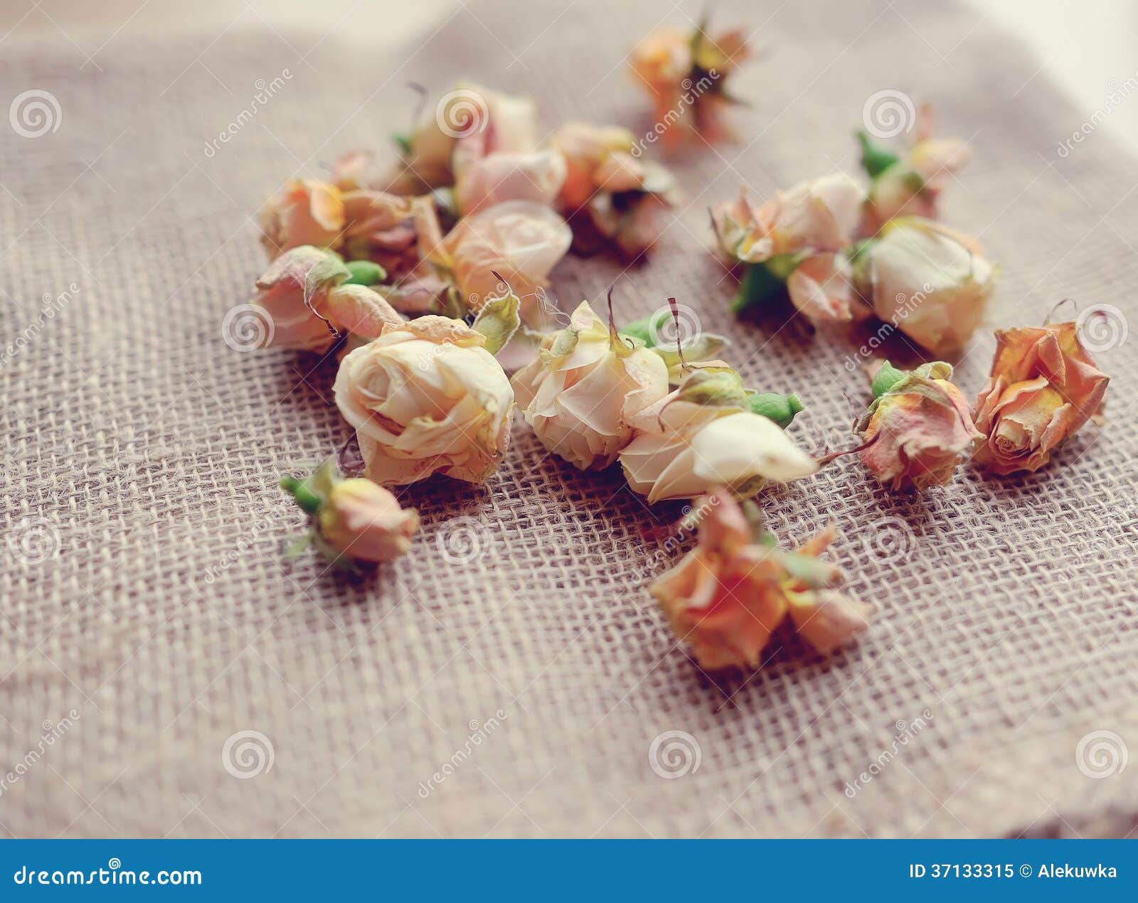 Rosebuds stock image. Image of texture, nature, song - 37133315