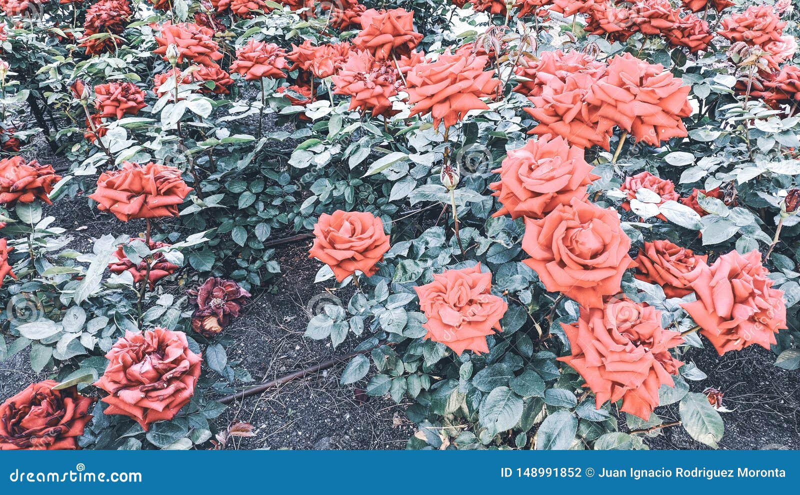 Rosebush Of Red Roses Stock Photo | CartoonDealer.com #219718620