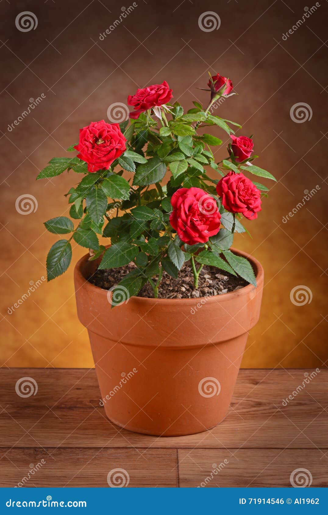 Rosebush in a pot stock photo. Image of isolated, gardening - 71914546