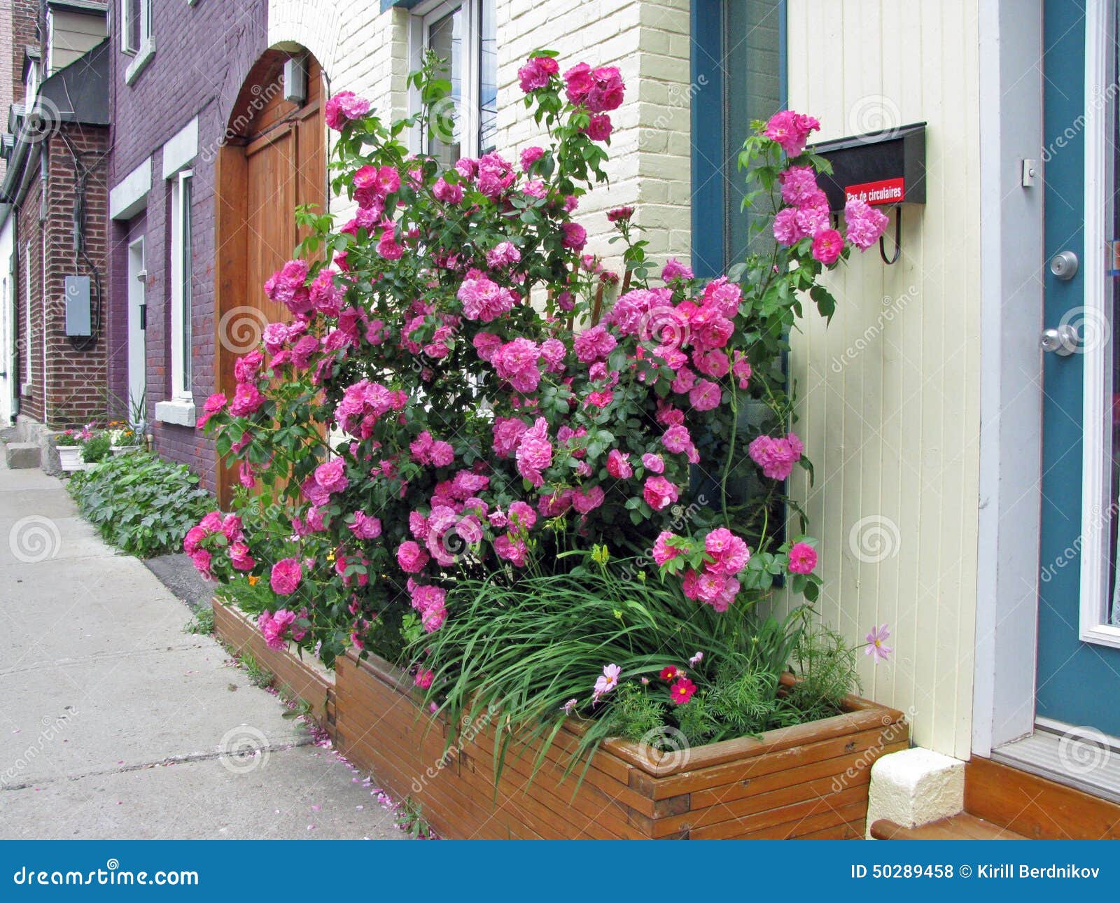 Rosebush stock photo. Image of view, flower, city, rose - 50289458