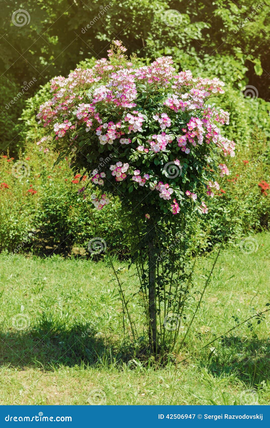 Rosebush stock image. Image of florescence, flowers, flowering - 42506947