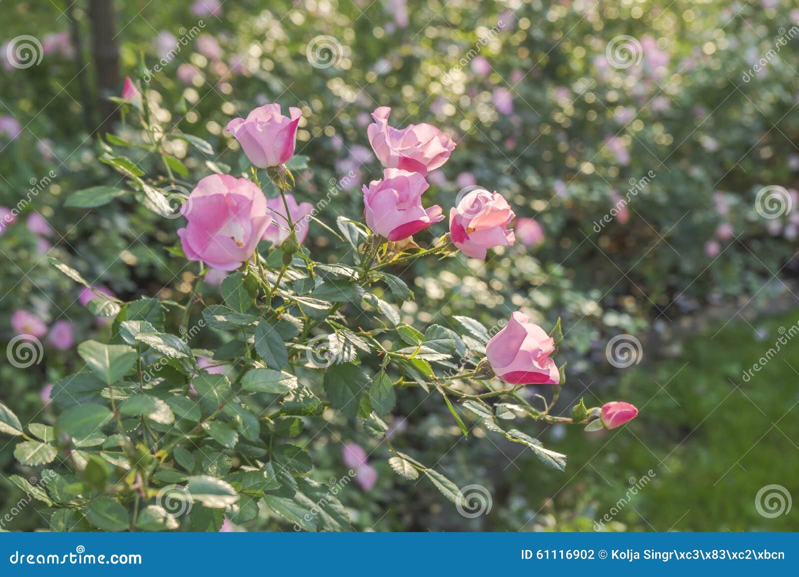 Rosebush at sunset stock photo. Image of garden, beauty - 61116902