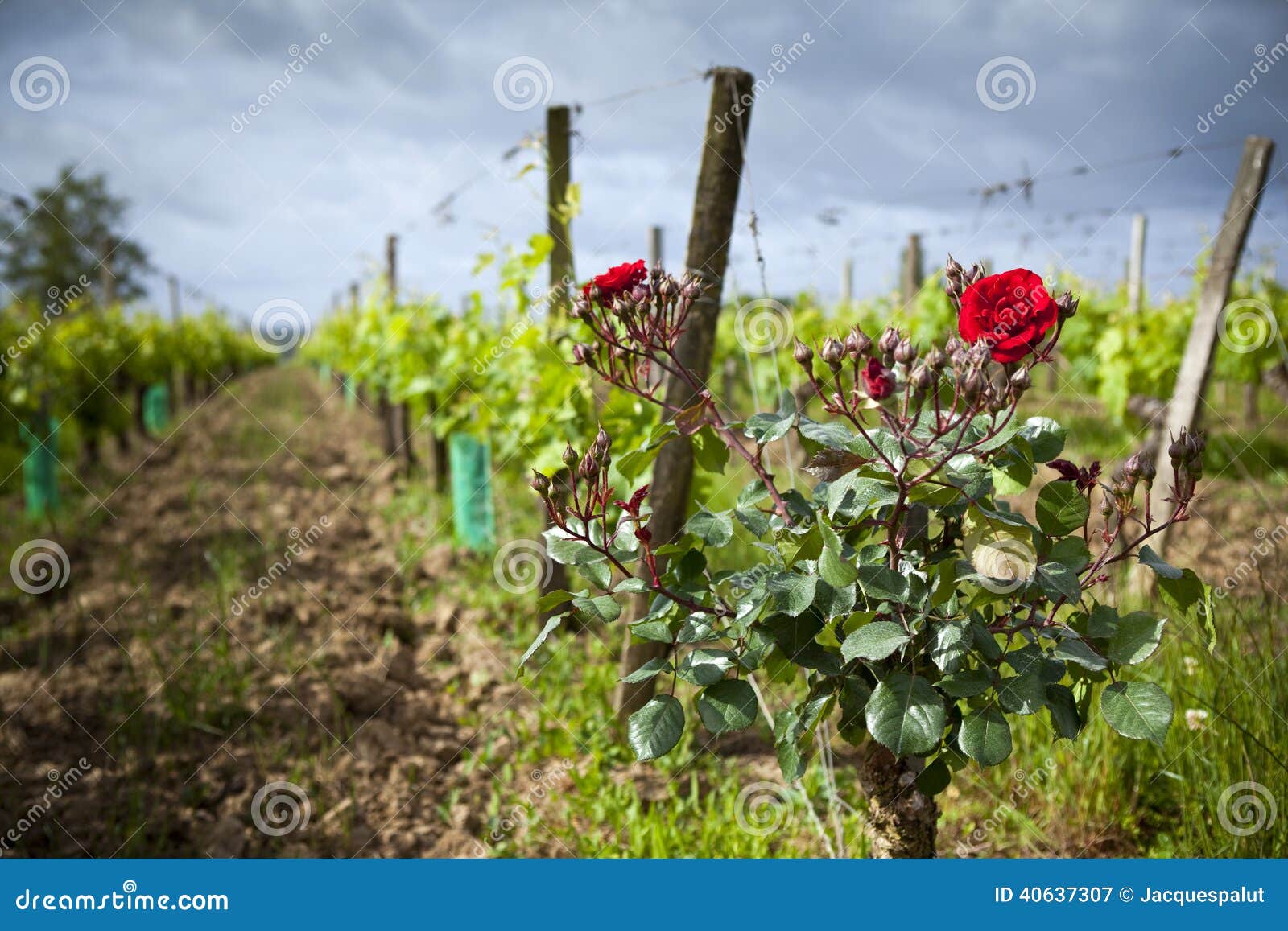 Rosebush stock image. Image of growing, nature, saint - 40637307