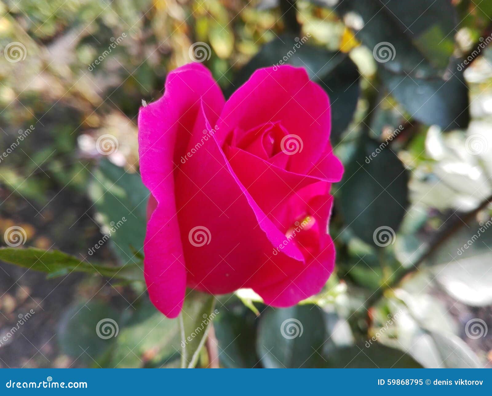 Rosebut in the focus stock image. Image of rose, green - 59868795
