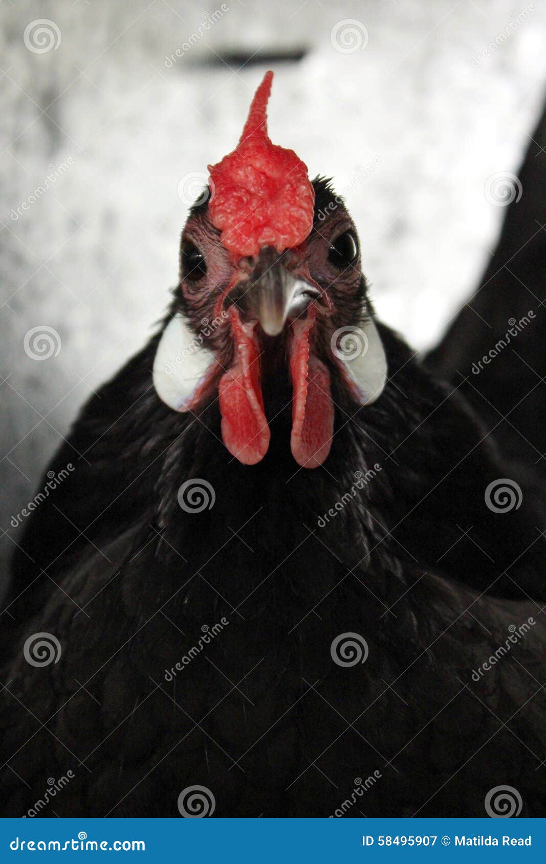 Rosecomb Hen stock image. Image of looking, chicken, rosecomb - 58495907