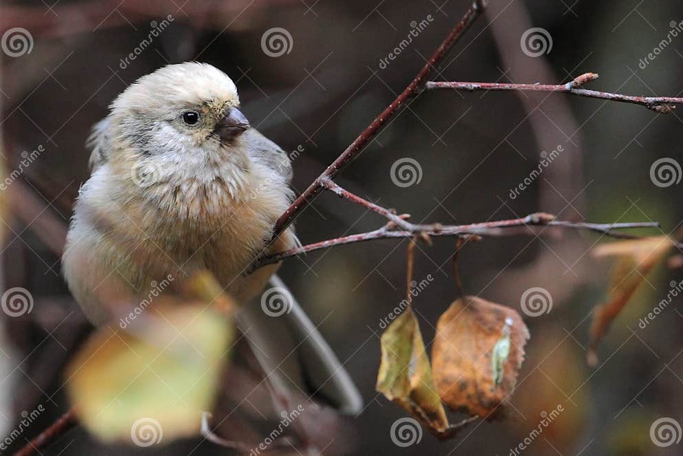 Rosefinch de cola larga imagen de archivo. Imagen de atado - 22120959