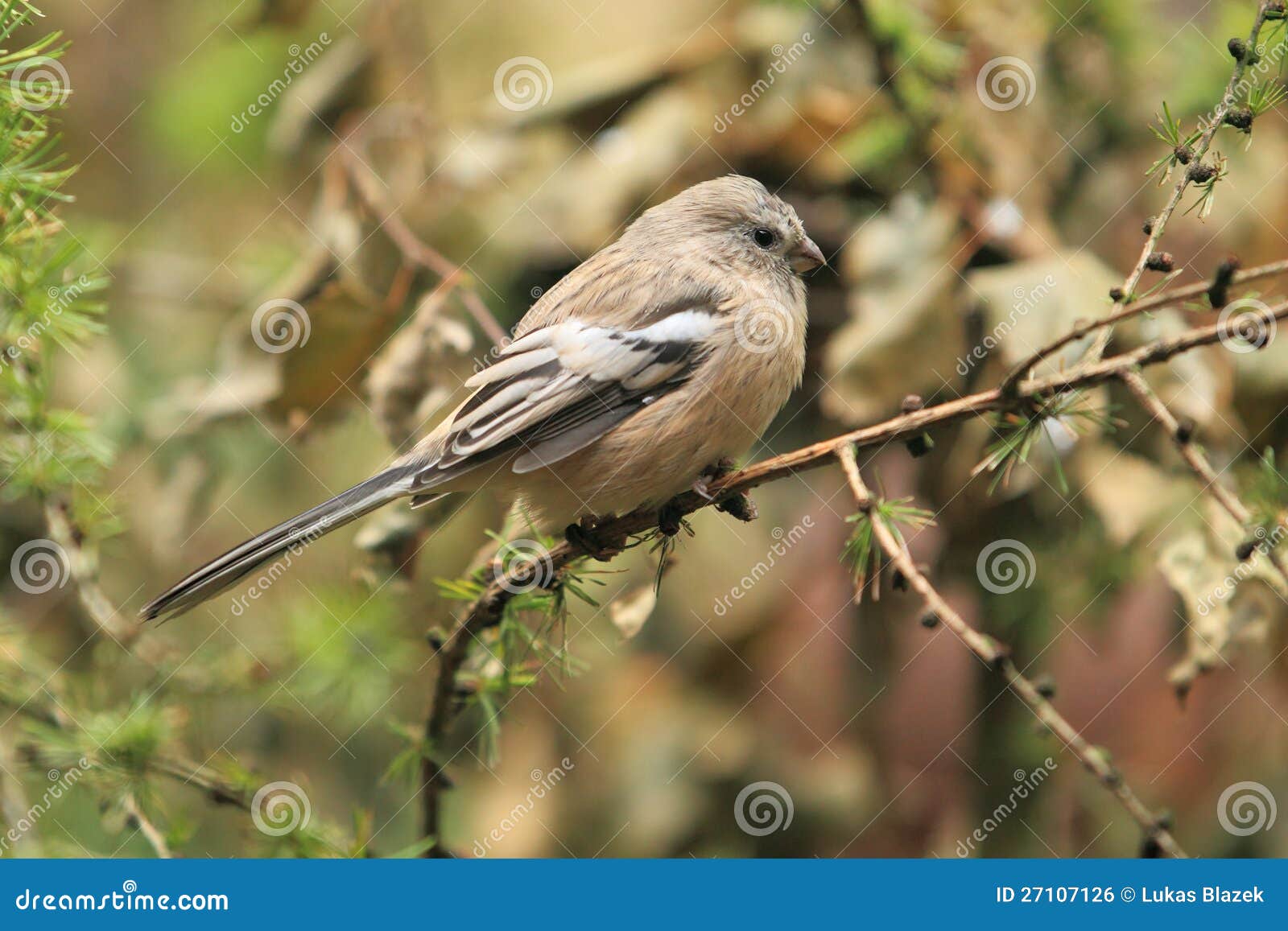 Rosefinch de cola larga foto de archivo. Imagen de atado - 27107126