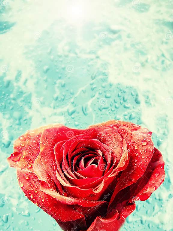 Roseheart stock photo. Image of background, love, blue - 23054300