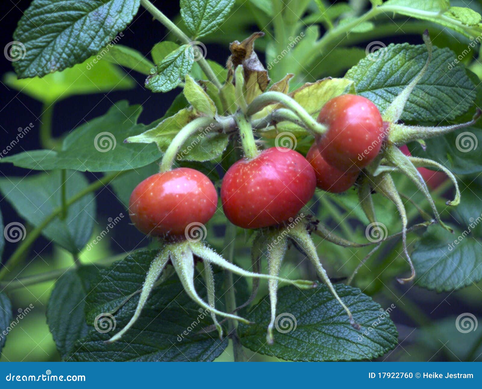 Rosehip stock photo. Image of apples, itching, botanical - 17922760