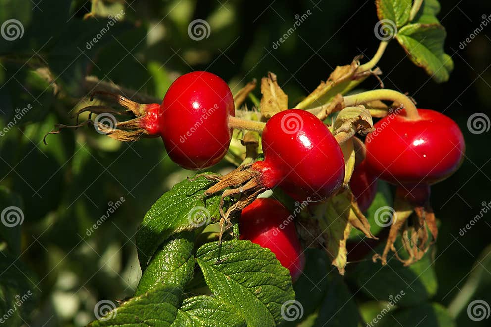 Rosehip stock image. Image of rosehip, plant, fall, hips - 2305349