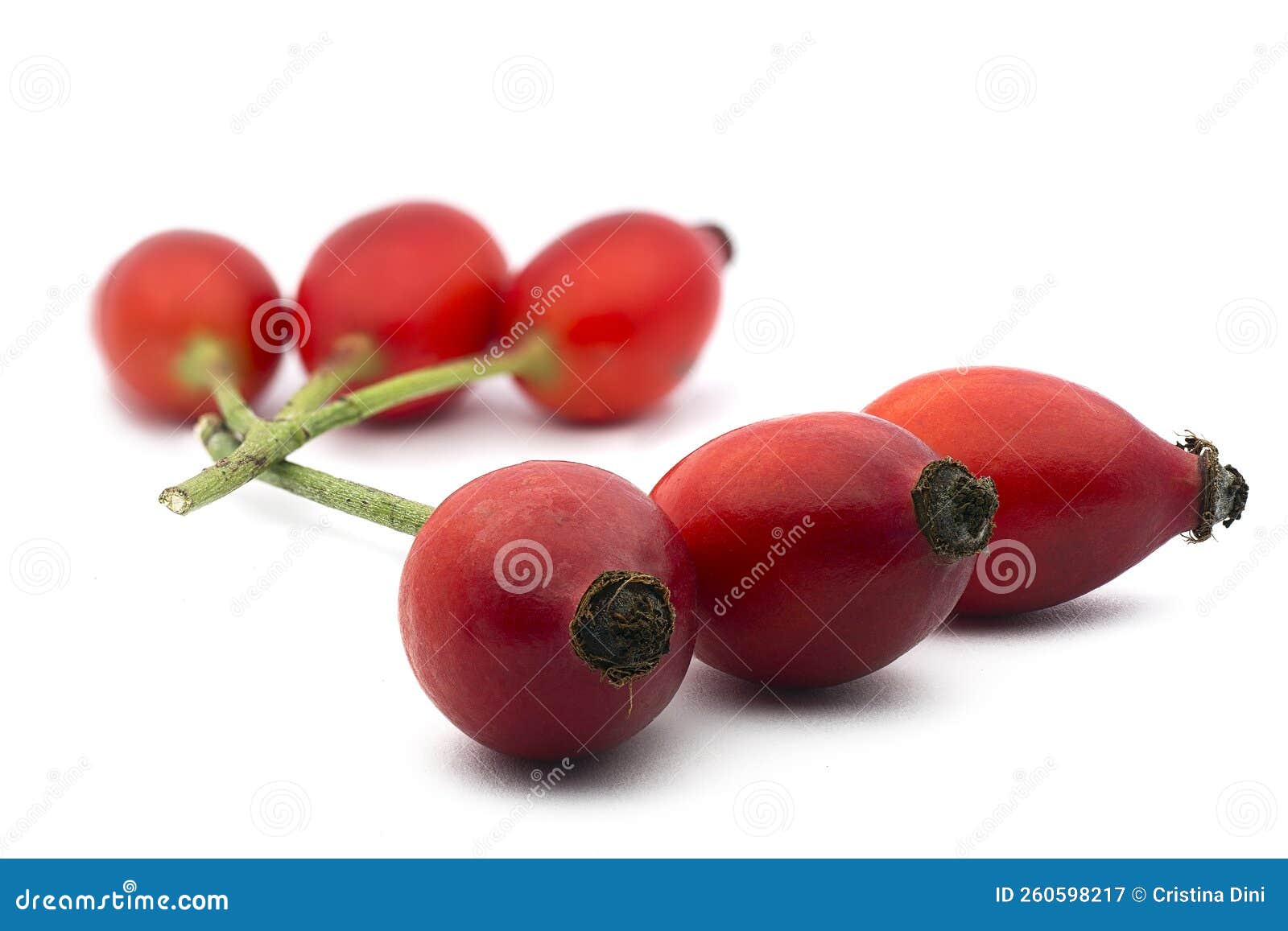 Rosehip Berries Rosa Canina Isolated on White Background Stock Image ...
