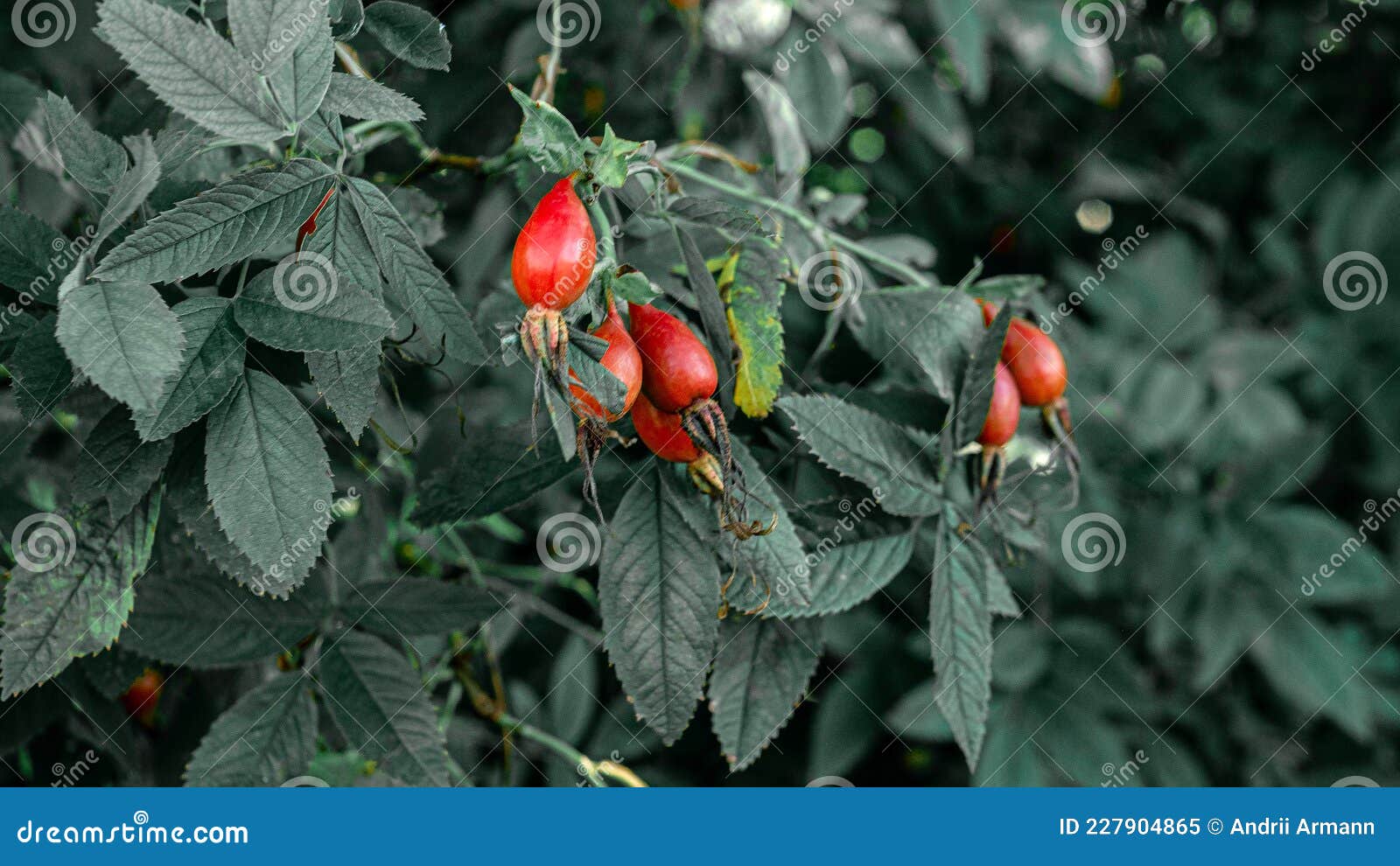 Rosehip Berry, Ripe Rosehip on a Tree Branch Stock Image - Image of ...