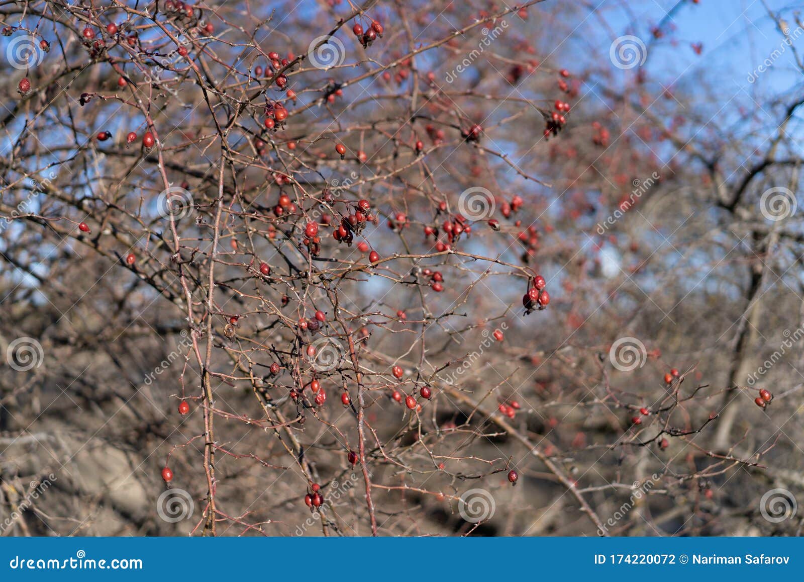 Rosehip Bush on a Background of Trees Stock Photo - Image of frozen ...