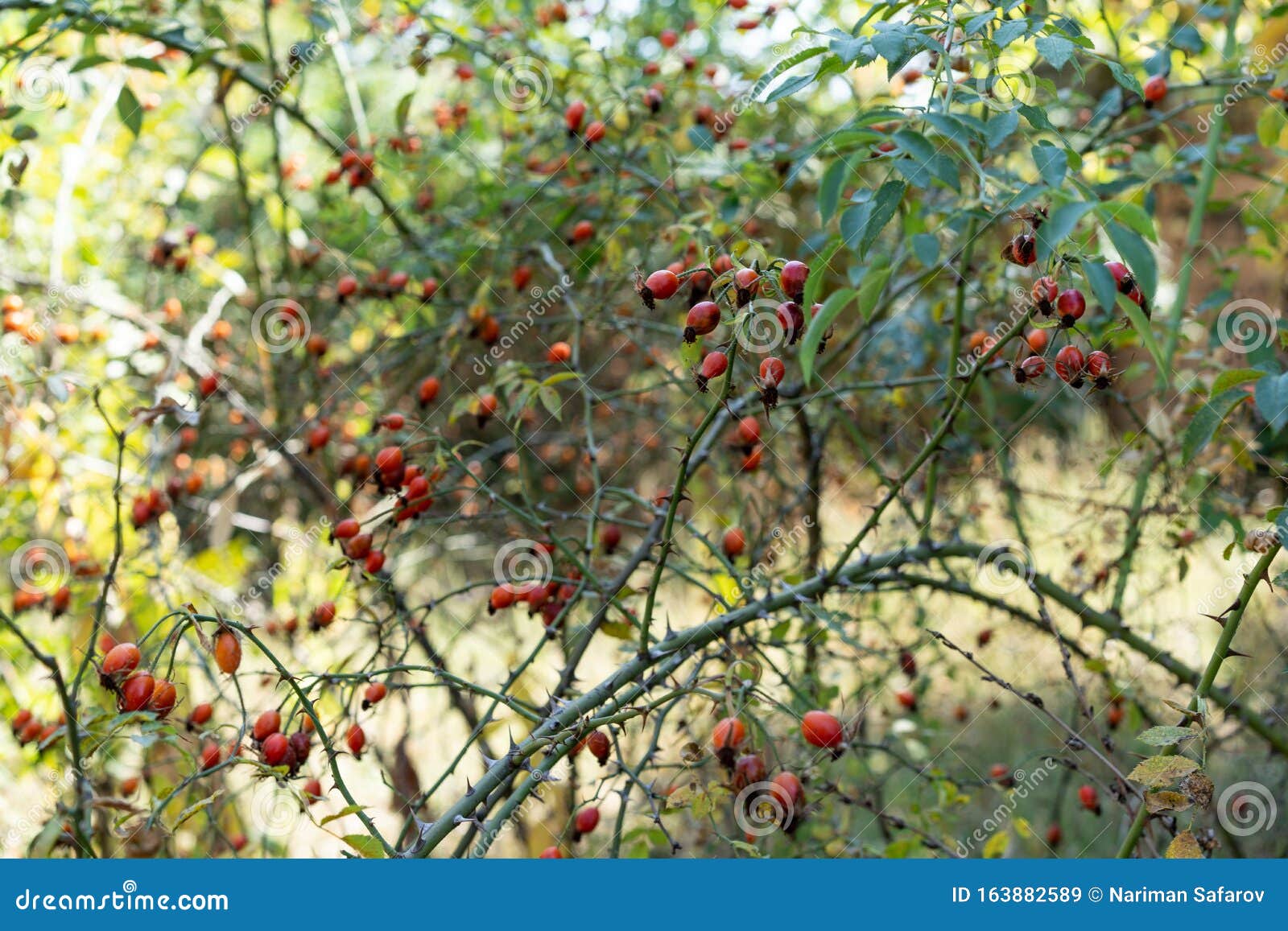 Rosehip Bush Growing in Autumn Stock Image - Image of herb, botany ...
