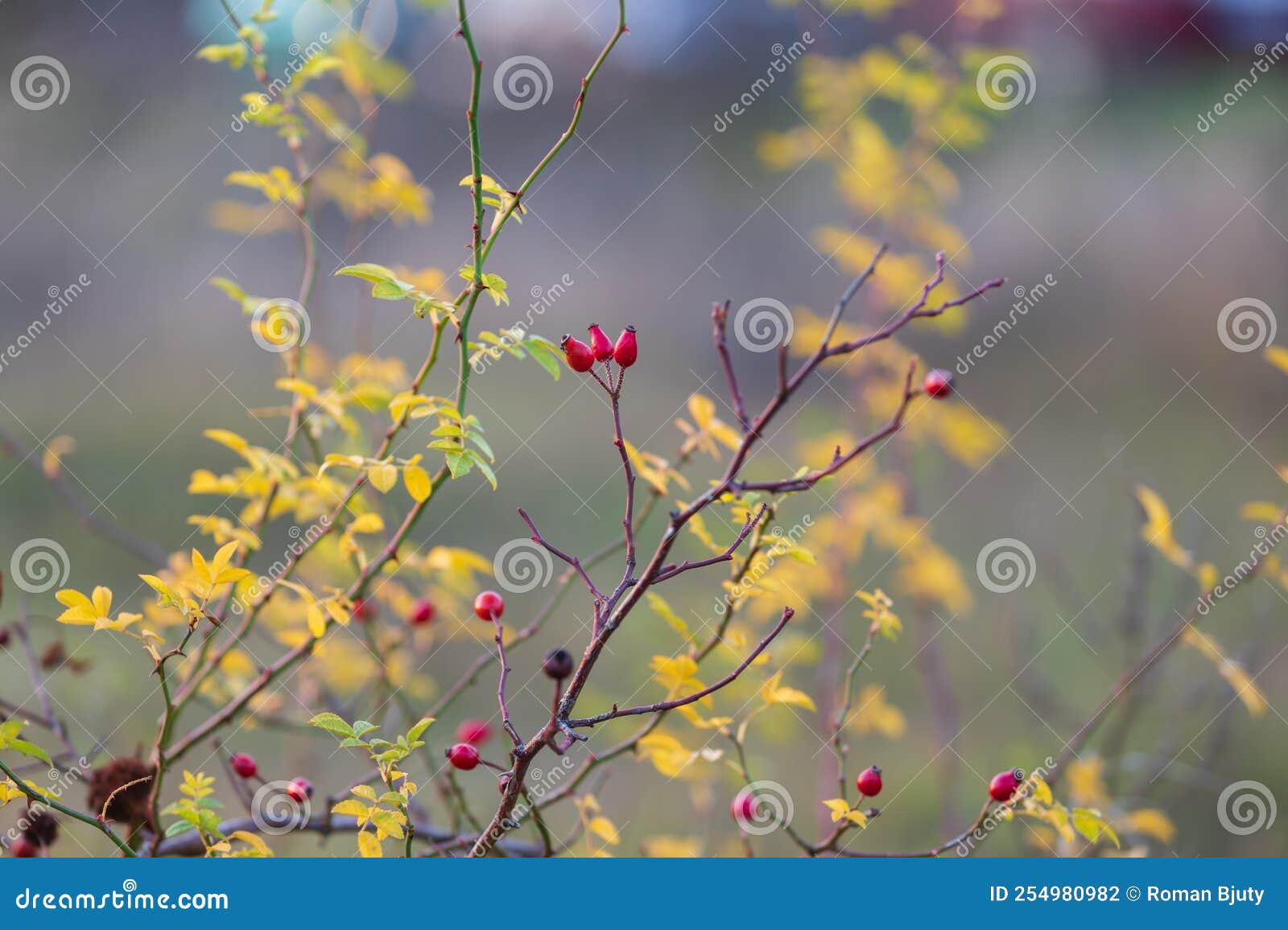 Rosehip Bush on Which are Dry Fruits. There are Sharp Thorns on the ...